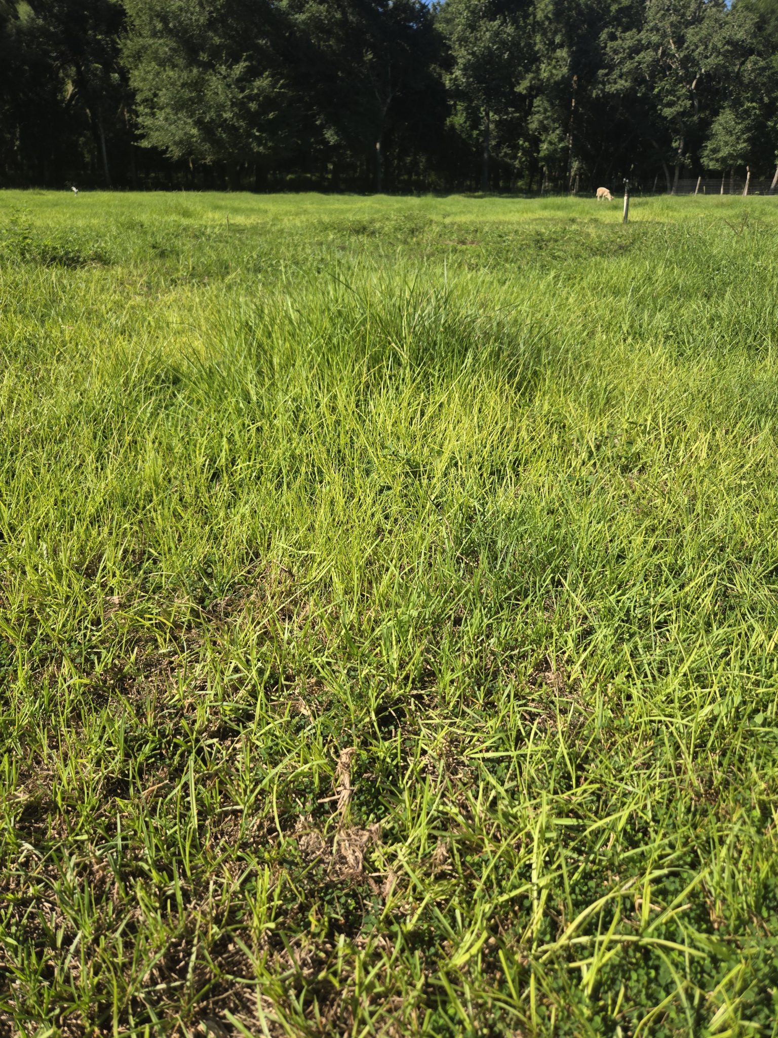 Happy Soil, Happy Pastures: Tips for Florida Landowners - UF/IFAS ...