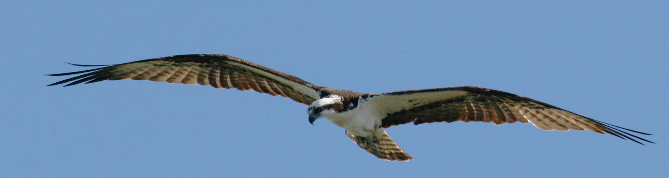The Osprey: Apex Predator and Master Angler - UF/IFAS Extension Wakulla ...