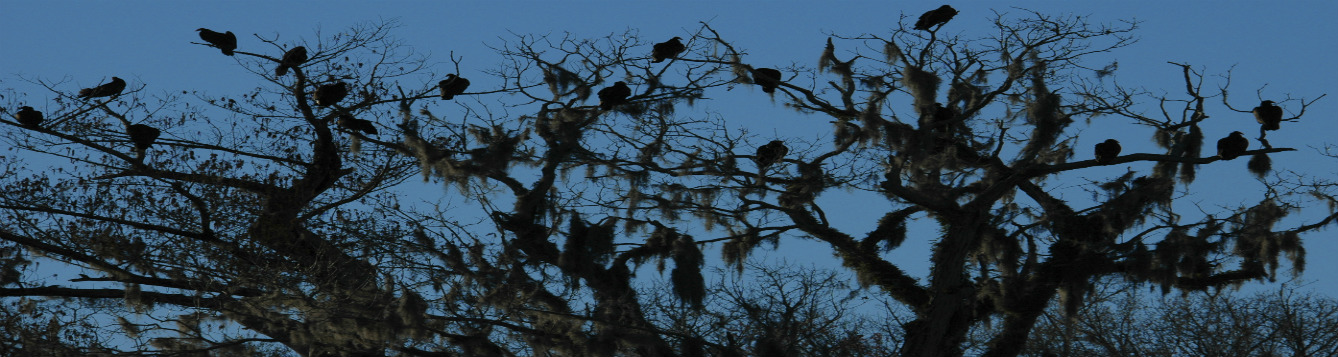 The Turkey Buzzard Serves a Real Purpose in Spite of Their Reputation ...