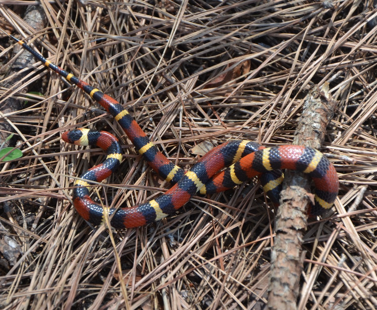 The Friendly Snake - UF/IFAS Extension Wakulla County