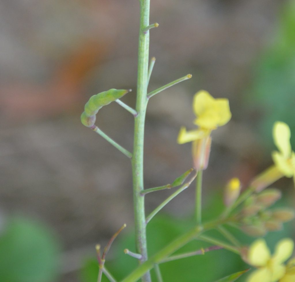 Wild Radish In Bloom During Winter - UF/IFAS Extension Wakulla County