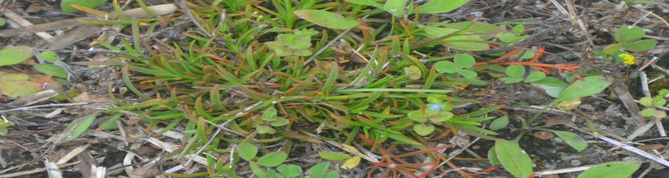 Spiderwort and Rustweed Plants are Sprouting and Producing Blooms - UF ...