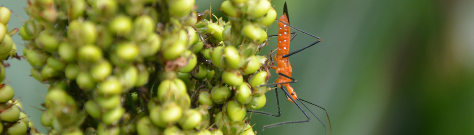 Assassin Bug - UF/IFAS Extension Wakulla County