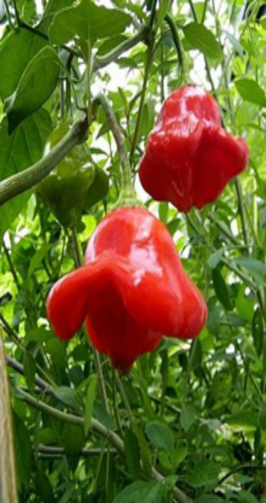 Annual Master Gardener Plant Sale April 6, 2019