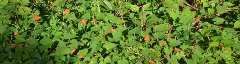 Exotic invasive plants in Florida - UF/IFAS Extension Wakulla County