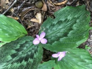 Gingers - UF/IFAS Extension Wakulla County