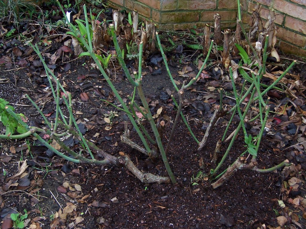 Rose Pruning - A Pictorial Guide - UF/IFAS Extension Washington County