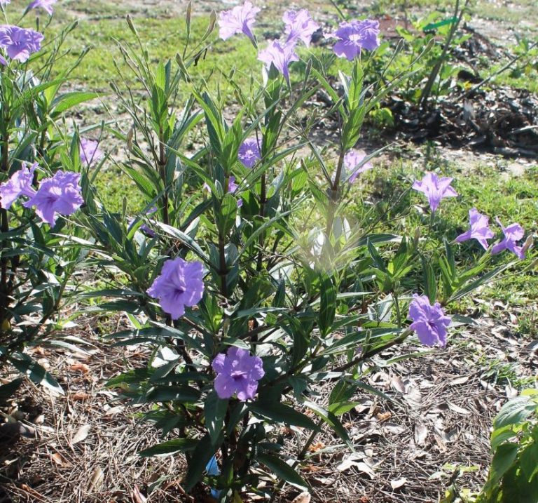 An Alternative to Invasive Ruellia - UF/IFAS Extension Washington County