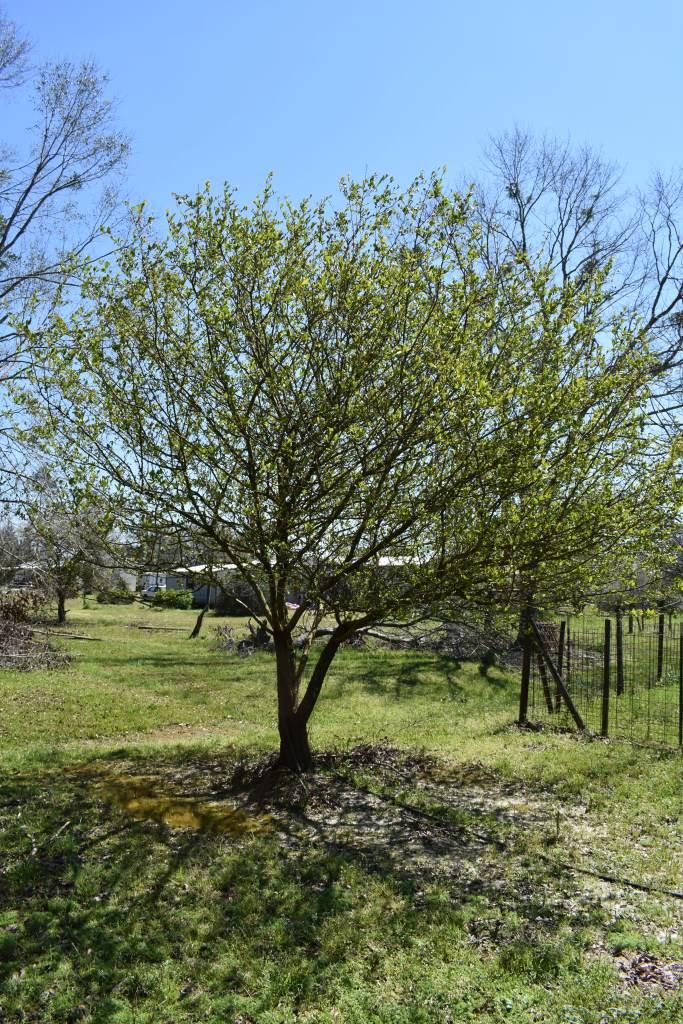 Mayhaw – a Native Fruit Tree Worth Considering for Niche Markets - UF ...