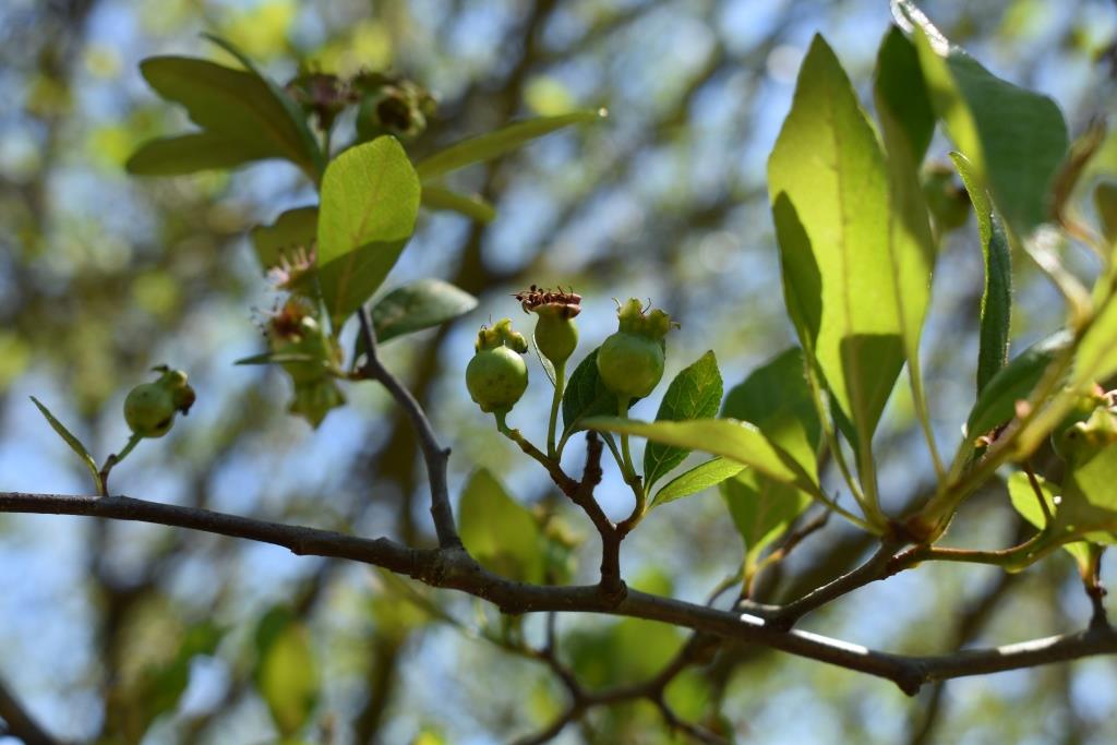 Mayhaw – a Native Fruit Tree Worth Considering for Niche Markets - UF ...