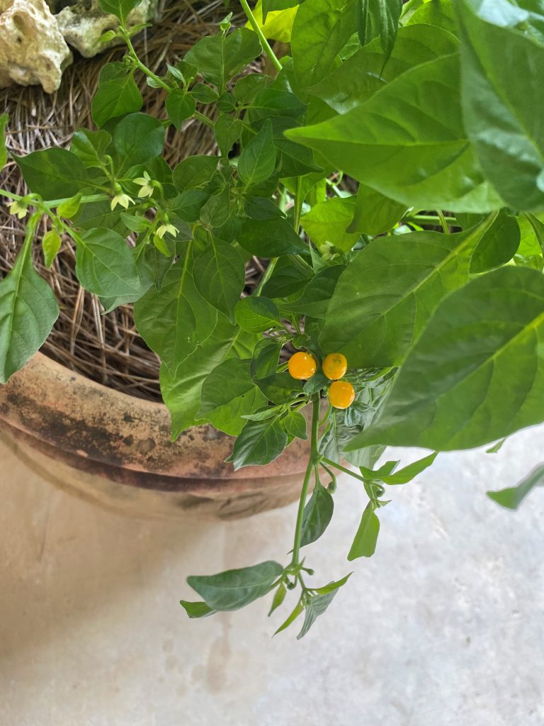 Charapita Pepper, A Specialty Pepper with Sweet Heat - UF/IFAS ...