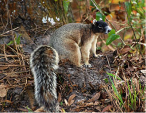 Fox Squirrels: Listed but Misunderstood - UF/IFAS Wildlife Ecology and ...