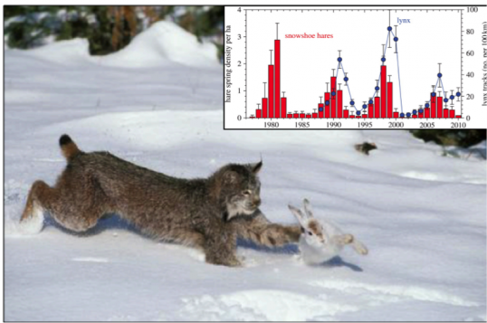 Dr. Charles J. Krebs: Seven Questions about the 10-year Cycle of ...