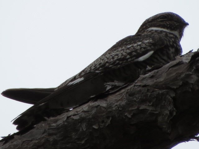 Common Nighthawks finding love in a pine savanna - Alexa Mainella - UF ...