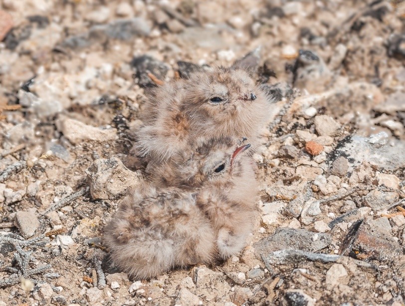 Common Nighthawks finding love in a pine savanna - Alexa Mainella - UF ...