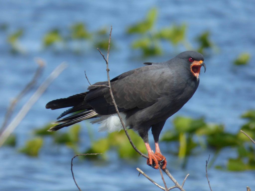 Research Briefing: Snail Kites with Caroline Poli - UF/IFAS Wildlife ...