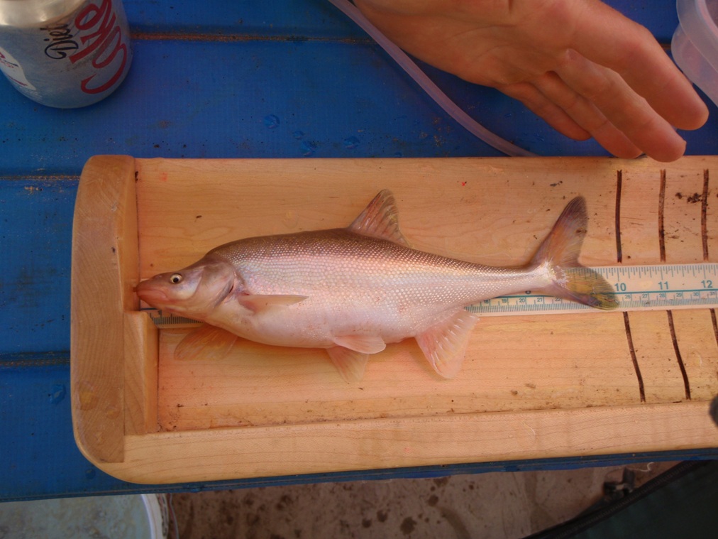 Field Stories: Bill Pine - UF/IFAS Wildlife Ecology and Conservation ...