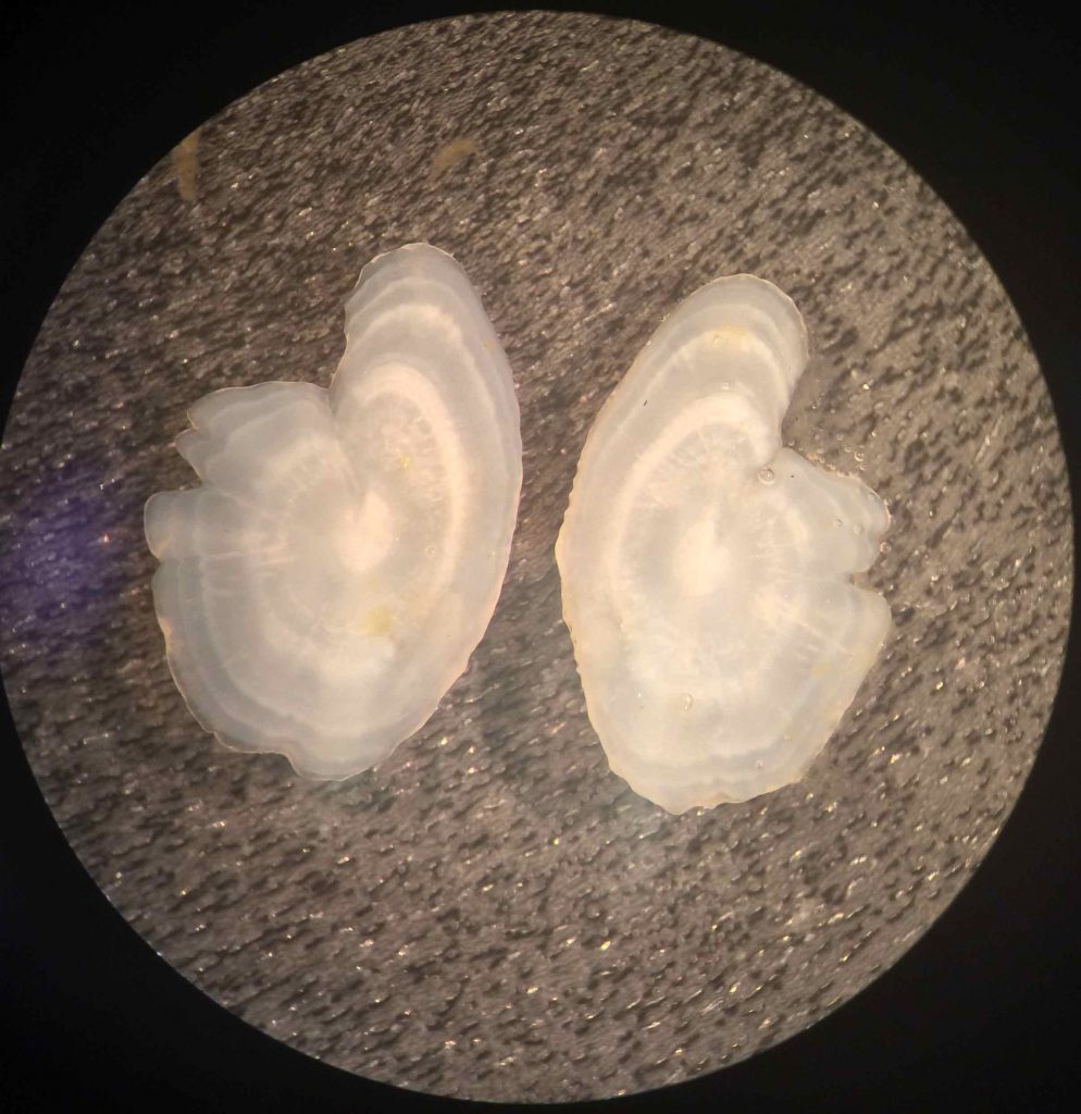 Wild Experiences: Leighton Powers - UF/IFAS Wildlife Ecology and ...