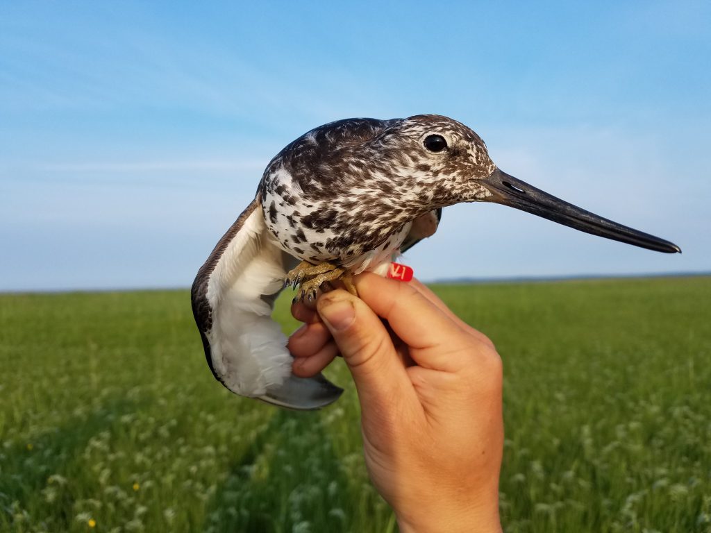 WEC's Philipp Maleko Finds Nest of Endangered Shorebird with Russian ...