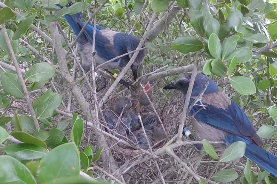 Exit Interview: Alexis Cardas - UF/IFAS Wildlife Ecology and ...