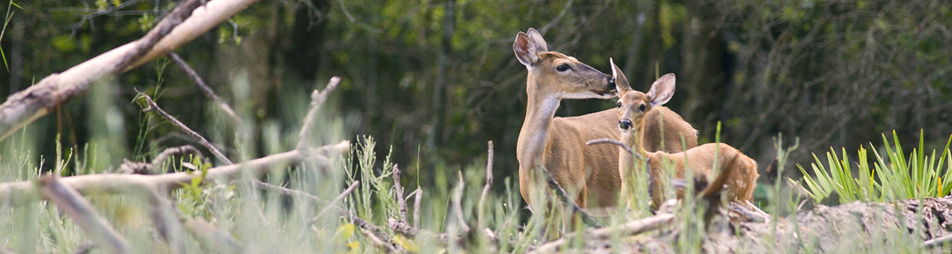 FMNP 20th anniversary series: Q&A with new program assistant - UF/IFAS ...