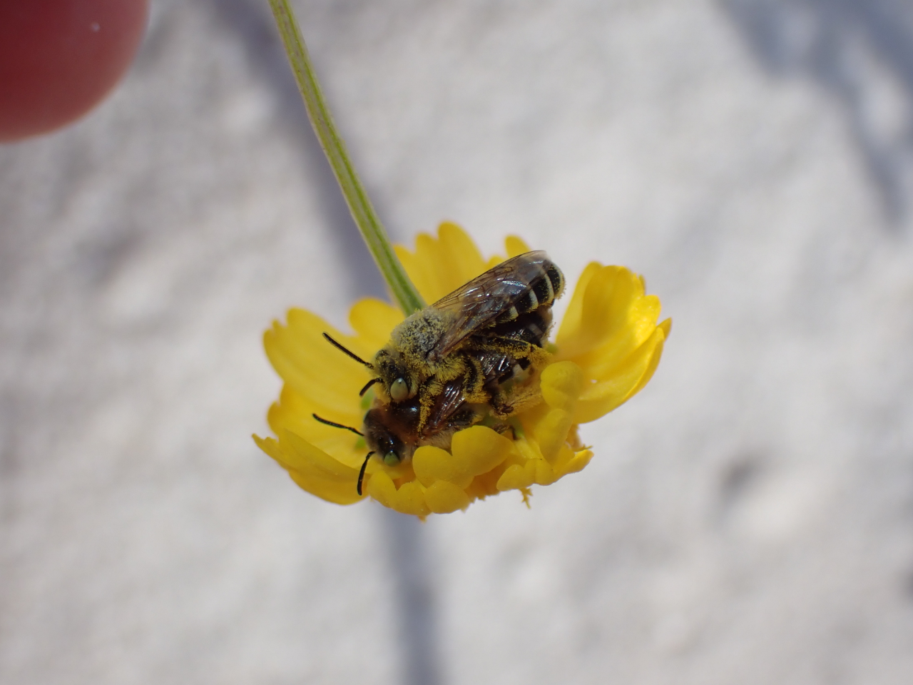Gulf Coast Solitary Bee - UF/IFAS West Florida Research and Education ...